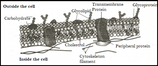 Vasodilation increases the body temperature