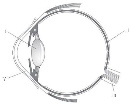 Eye Diagram Labeled