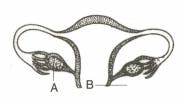 Fertilization Contains Questions With Solutions & Points To Remember