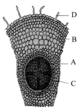 Anatomy of Root Contains Questions With Solutions & Points To Remember