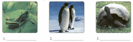 Identify the animal that moves with the help of its body scales