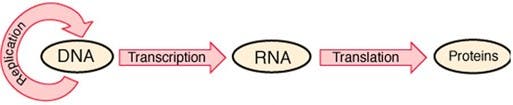 DNA as Genetic Material Contains Questions With Solutions & Points To ...