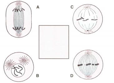 Cell Division Contains Questions With Solutions & Points To Remember