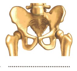 Write a short note on the spinal cord