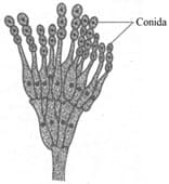 Gemmae are means of vegetative reproduction in