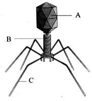 Viruses, Viroids and Prions Contains Questions With Solutions & Points ...