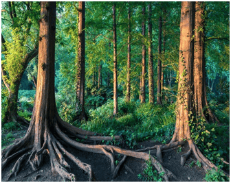 Threats to Biodiversity and Causes of Biodiversity Loss Contains ...