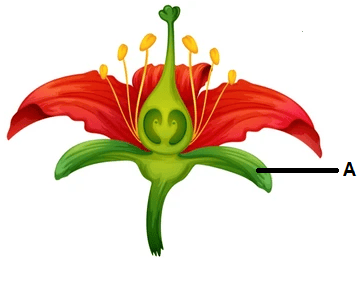 Flowers : Structure and Types Contains Questions With Solutions ...