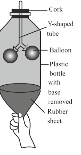 During the process of breathing both inhalation and exhalation take ...