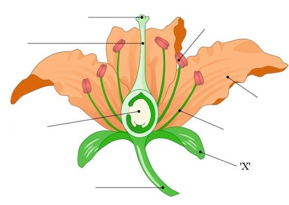 Sexual Reproduction in Plants Contains Questions With Solutions ...