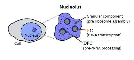 Eukaryotic Cell Contains Questions With Solutions & Points To Remember