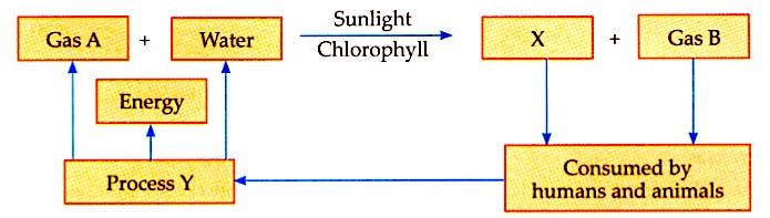 Balance of Oxygen and Carbon Dioxide in Nature Contains Questions With ...
