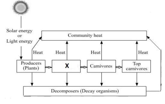 With the help of a flow diagram describe how energy from the sun flows ...