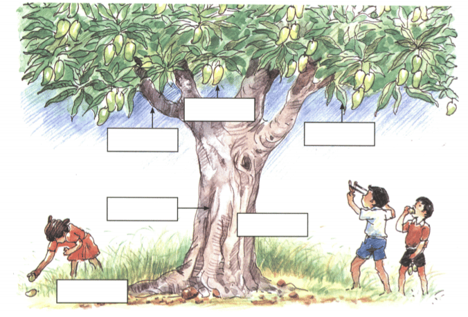 The banyan tree is a big plant