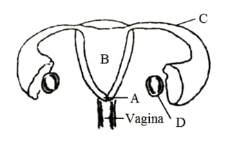 Female Reproductive System Contains Questions With Solutions & Points ...