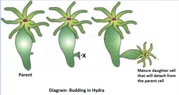 Explain the process of budding in Hydra with a neat diagram