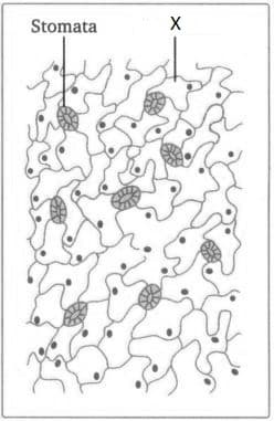Draw a neat diagram of leaf epidermal peel showing stomata Label any ...