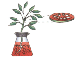 Xylem and phloem help in photosynthesis