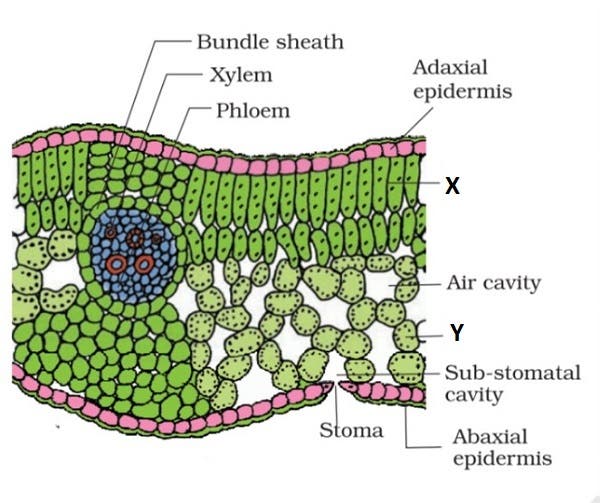 Describe The Internal Structure Of A Dorsiventral Leaf With The Help Of describe-the-internal-structure-of-a-dorsiventral-leaf-with-the-help-of