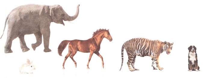 Why do we not keep all animals as pets