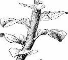 Explain with suitable examples of the different types of phyllotaxy
