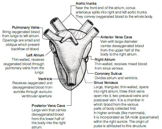 Simple Respiratory System Of A Frog