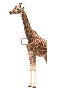 Wild Animals Contains Questions With Solutions & Points To Remember
