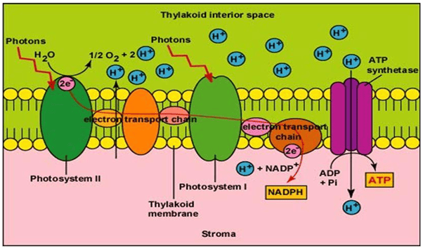 Proton Gradient Formation And Atp Synthesis Masteringbiology