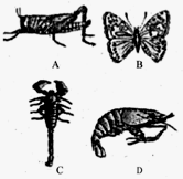 The first pair of legs are modified into poisonous claws in