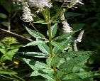 Explain with suitable examples of the different types of phyllotaxy
