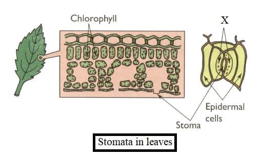 Draw the structure of stomata in leaves