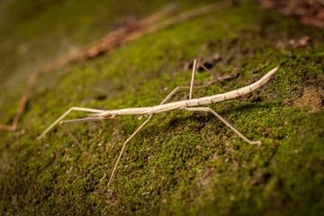 What is camouflage Name any two animals that have camouflaging abilities