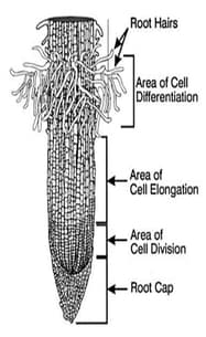 A common character of monocot and dicot roots is