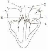 Working of Human Heart and Blood Circulation Contains Questions With ...