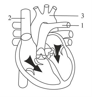 Differentiate between bicuspid and tricuspid valves on the basis of ...
