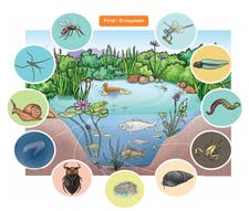 Food Chain and Food Web Contains Questions With Solutions & Points To ...