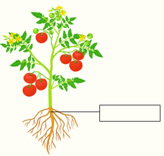 Introduction to Plants, Its Forms and Functions Contains Questions With ...