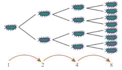 Non-linear Graphs Contains Questions With Solutions & Points To Remember