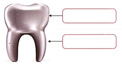 The sticky layer of germs on tooth is called