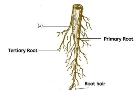 Root Contains Questions With Solutions & Points To Remember