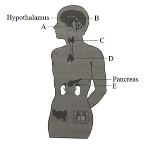 The steroid responsible for balance of water and electrolytes in our ...