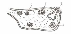 In vitro fertilisation or test tube babies technique involves