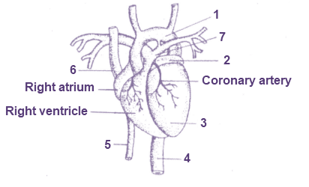 Which blood group is a universal donor and which one is a universal ...