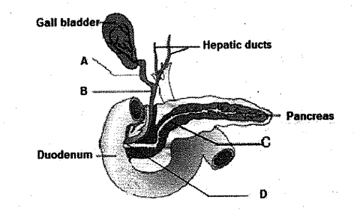 Intestinal villi are more numerous and larger in the posterior part of ...