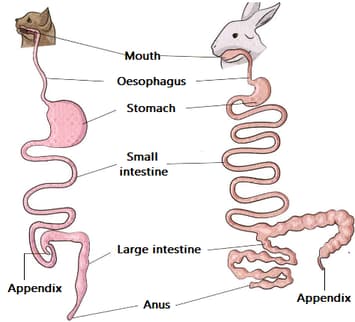 How does the digested food reach all parts of the body