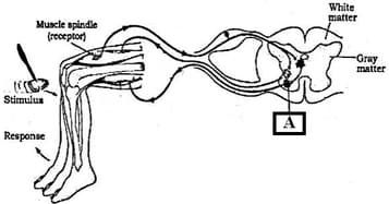 Reflex Action Contains Questions With Solutions & Points To Remember