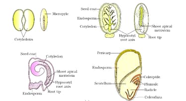Typical mature embryo sac of angiosperm is