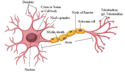 The myelin sheath around the axon is produced by which type of ...