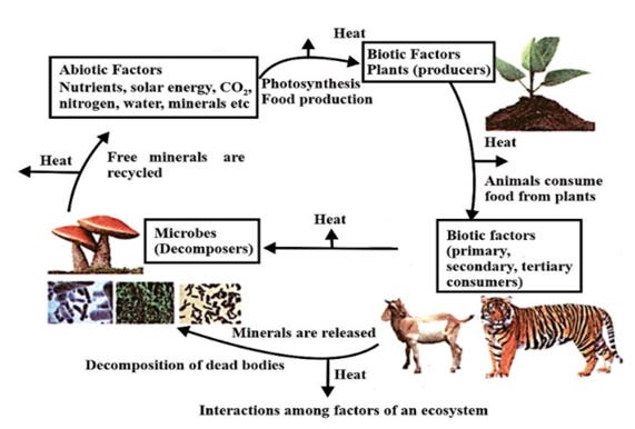 Structure of an Ecosystem Contains Questions With Solutions & Points To ...