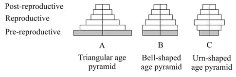 Bellshaped age pyramid indicates that